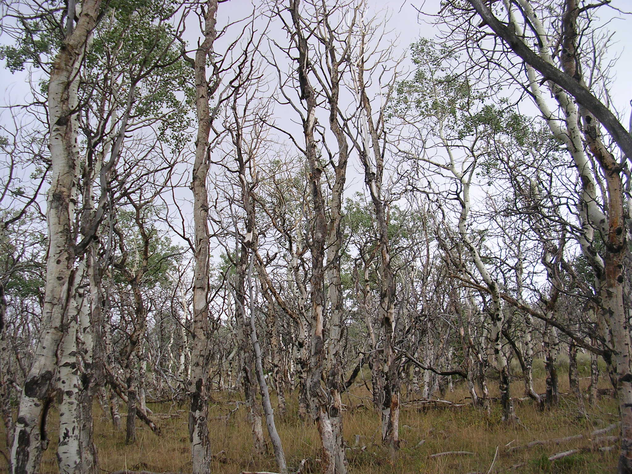 New paper documents spatial and temporal trends of drought in a semi ...